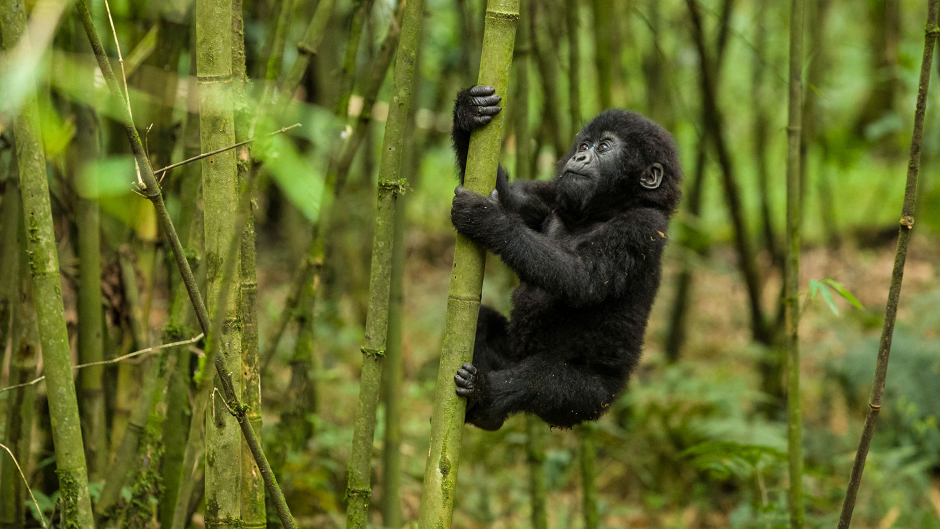 Gorilla Photography in Rwanda - Gorillaland Safaris