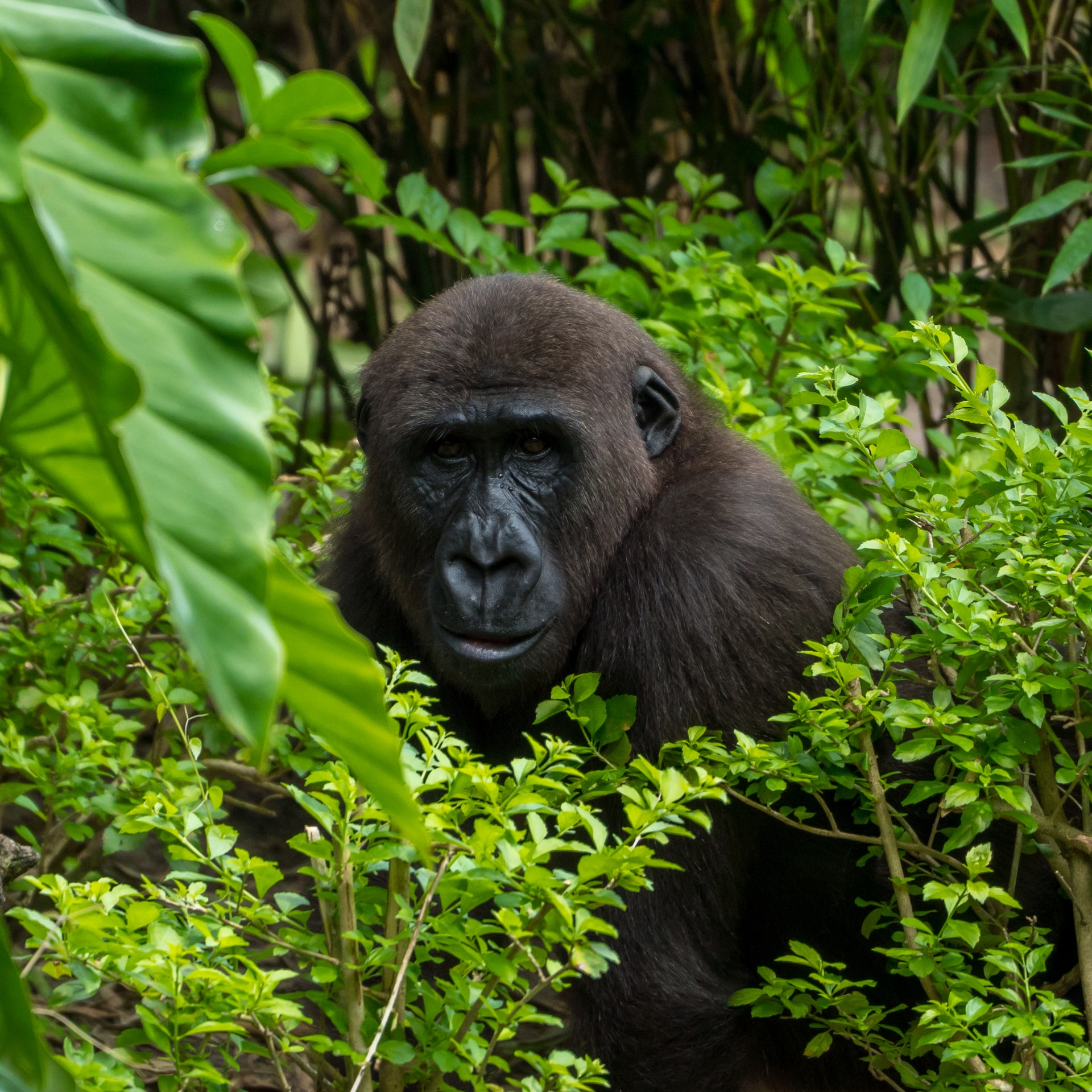 Cross River Gorillas - Gorillaland Safaris