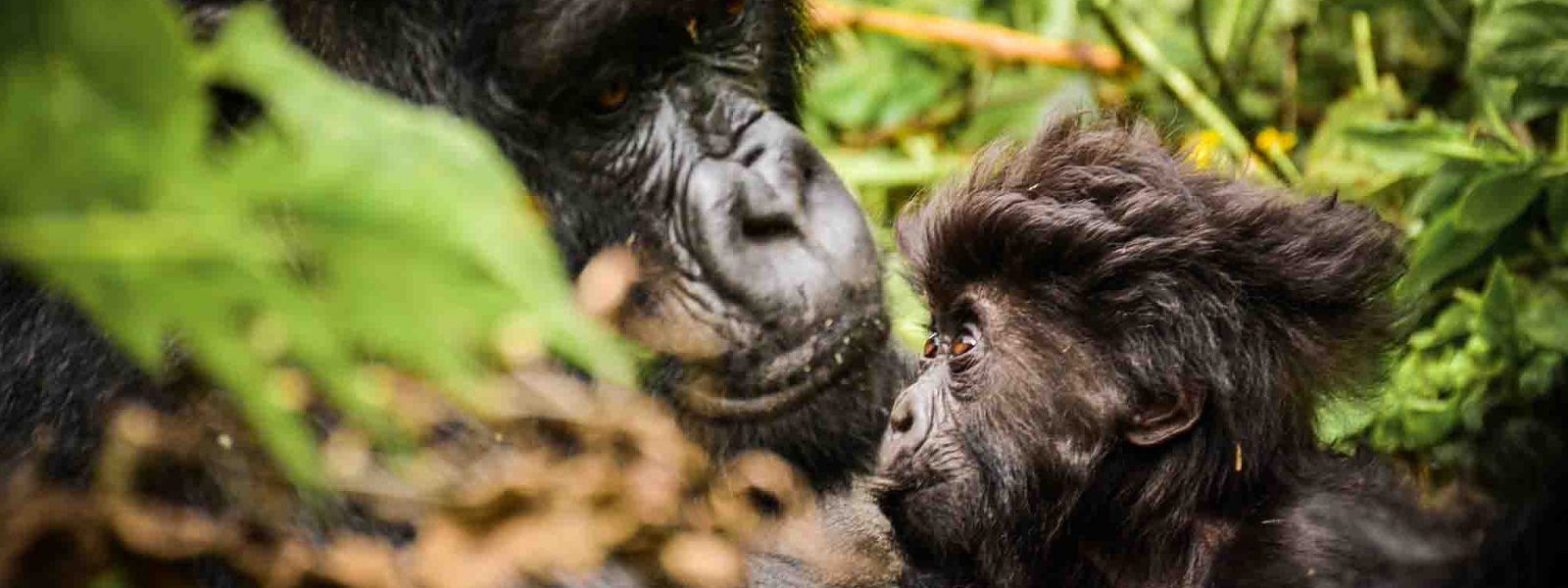 Mountain Gorilla Photography in Uganda - Gorillaland Safaris