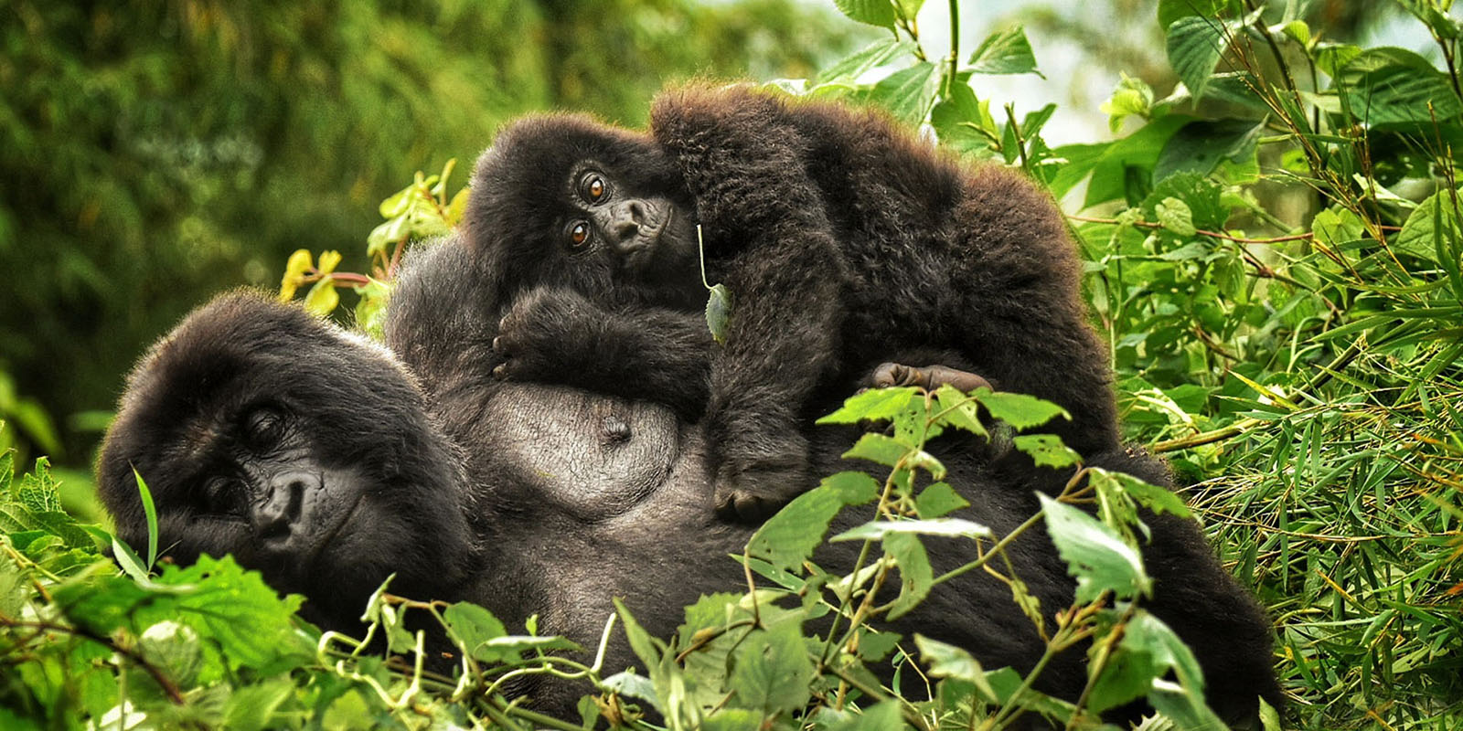 Nkuringo Sector of Bwindi - Gorillaland Safaris