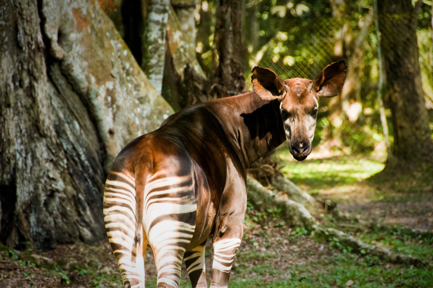 Okapi Wildlife Reserve - Gorillaland Safaris