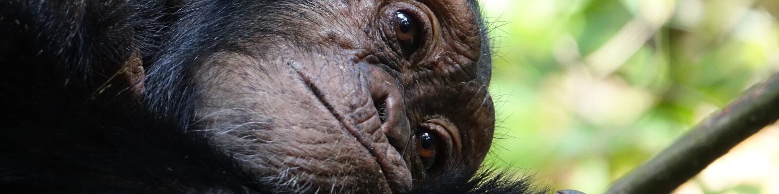 How Big & Strong are Chimpanzees? - Gorillaland Safaris