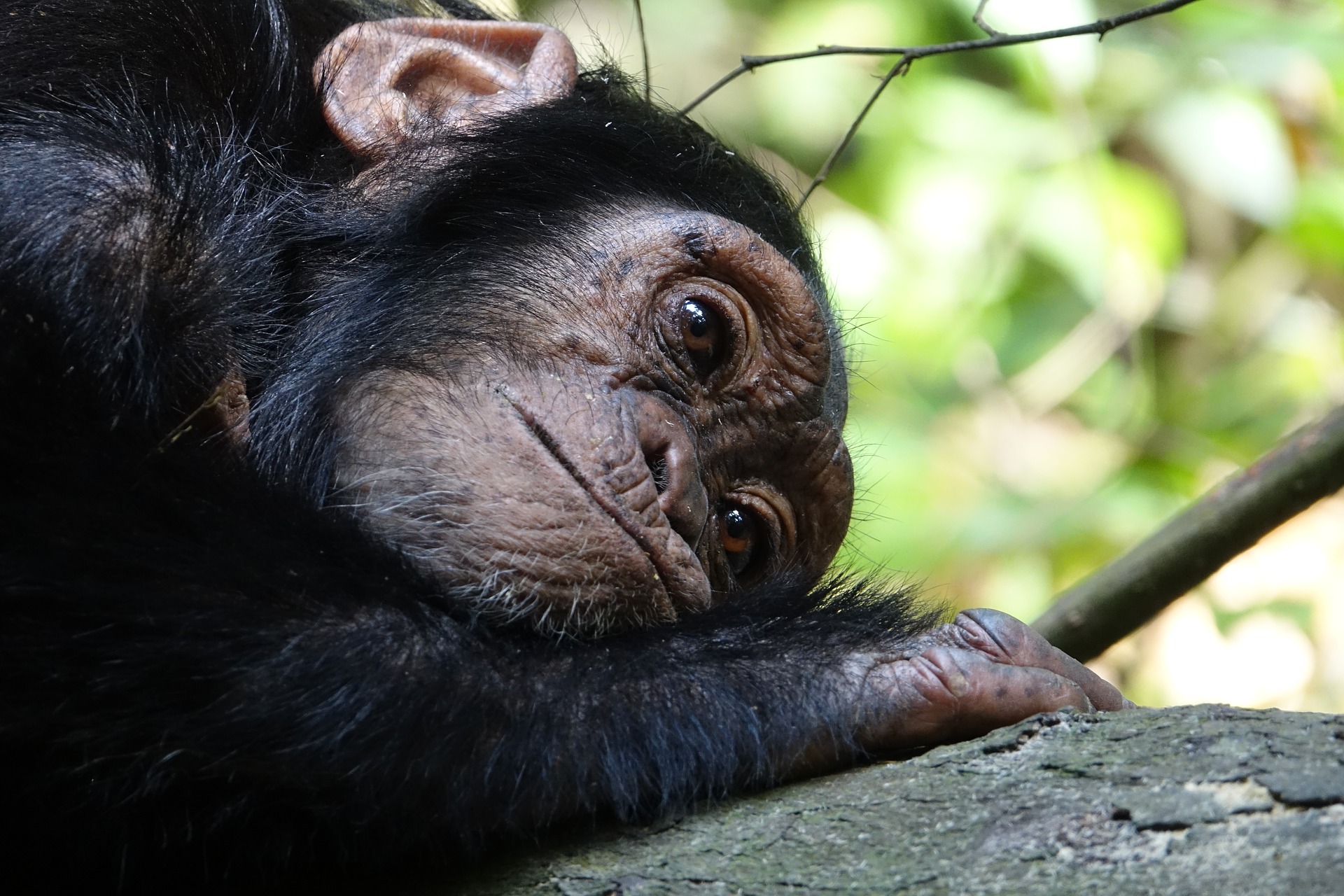 How Big & Strong are Chimpanzees? - Gorillaland Safaris
